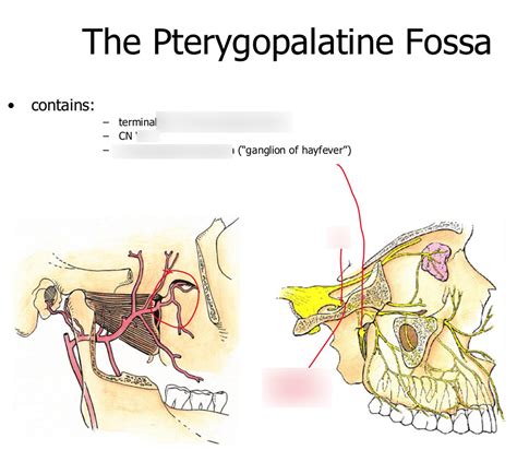 Diagram Of Contenants Of Pterygopalatine Fossa Quizlet