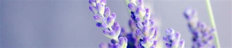 Flowers Kaggle