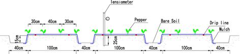 Schematic Diagram For Descripting The Layout Of An Experimental Plot Download Scientific Diagram