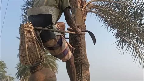খেজুর রস সংগ্রহ প্রক্রিয়া যশোরের বিখ্যাত খেজুরের রস Date Juice Collection Process Part