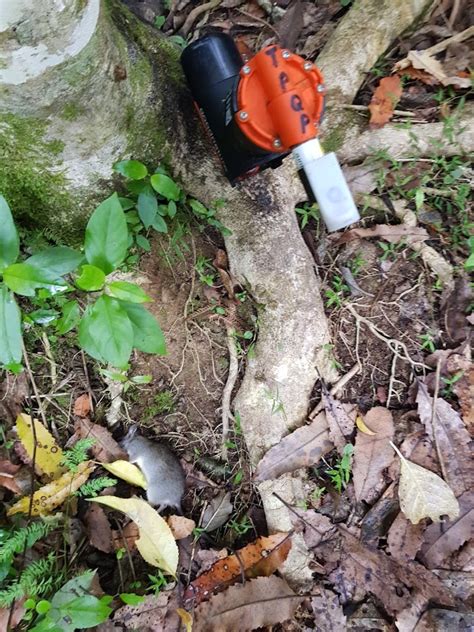 Ideas To Make A Flipping Timmy More Efficient Tips And Tricks From Other Trap Nz Users