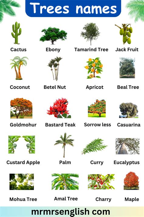 Types Of Trees Names In English With Their Pictures MR MRS ENGLISH