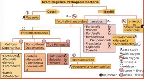 Pathogenic Gram Negative Bacteria Flashcards Quizlet