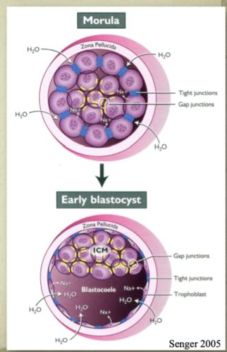 ANSC Exam 4 Flashcards Quizlet ANSC Exam 4 Flashcards Quizlet