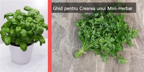 Ghid Practic Pentru Crearea Unui Mini Herbar în Bucătăria Ta