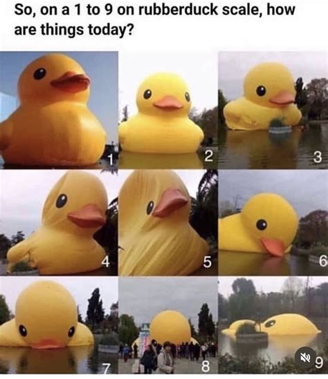 Duck Memes How Are Things Funny Duck Rubber Ducks