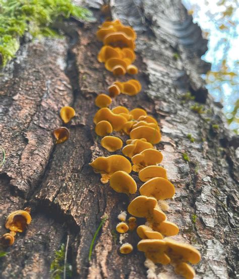 Tree Surgeon Essex Green Canopy
