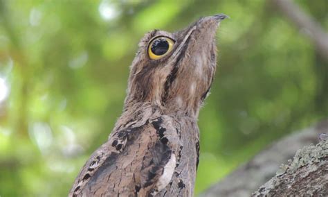 Potoo Animal Facts Nyctibiidae A Z Animals