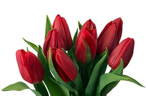 빨간 튤립 복사 공간의 꽃다발입니다 신선한 꽃 어머니 날 발렌타인 데이 또는 결혼식 인사말 카드에 대 한 이랑 봄 3월에 대한 스톡 사진 및 기타 이미지 Istock