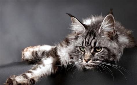 长毛猫有哪些品种？好看的“长毛猫”种类大全 胖萌舍宠物网