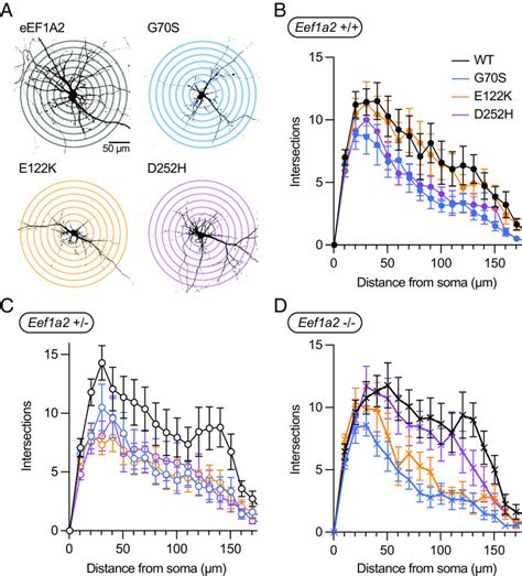 Autism And Epilepsy Associated Eef1a2 Mutations Lead To Translational