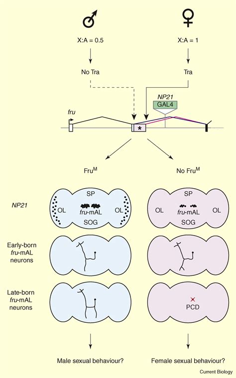 Sexual Behaviour Do A Few Dead Neurons Make The Difference Current Biology