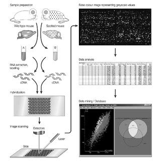 Experimental Steps In A Typical CDNA Microarray Experiment 1 Total RNA