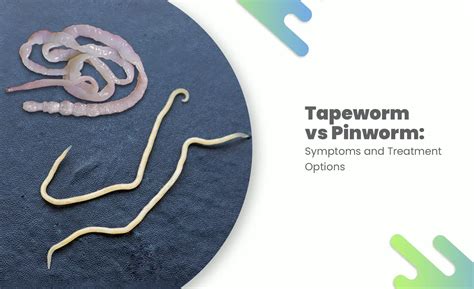 Tapeworm Vs Pinworm Symptoms And Treatment