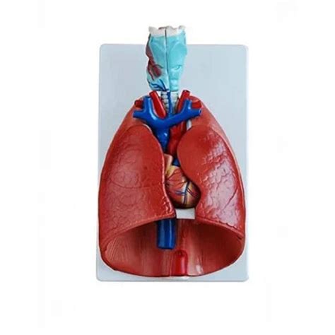 Human Body Part Models At 590000 Inr In Kottayam Medical Simulations