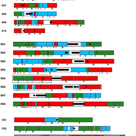Gene Block Arrangements In The A And B Genomes Of Brassica Juncea And C Download Scientific