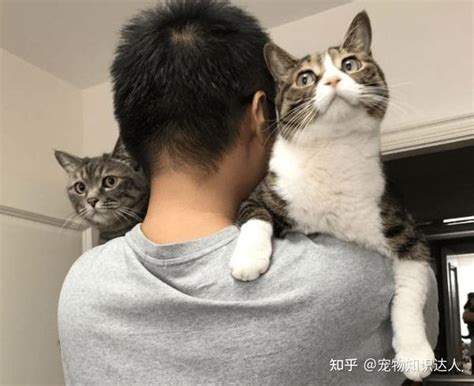 猫咪粘人背后的秘密原来那么暖心 知乎