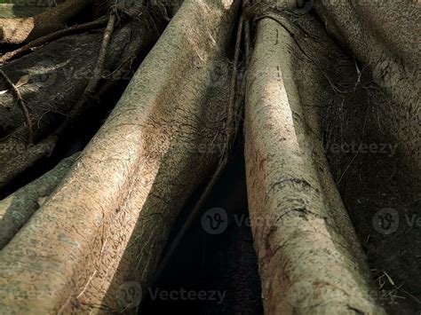Discover The Captivating World Of Unique Banyan Tree Roots Natures