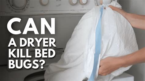 Will Dryer Heat Kill Bed Bugs At Kurt Carter Blog