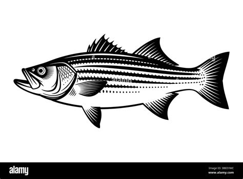 Striped Bass Vector Stock Vector Image And Art Alamy
