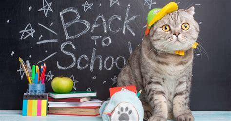 Calendar Cats August Quiz