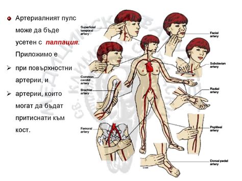 Сърдечно съдова система ССС Кръвообращение Артериално кръвно