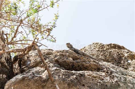 A Large Black Forest Lizard Is Resting On A Stone And Basking In The