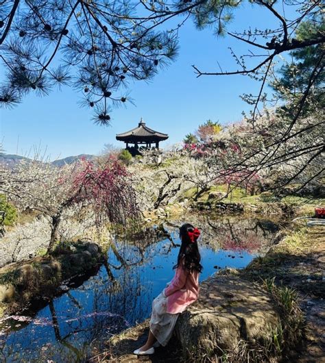 광양 매화축제 개화시기 절정인 매화마을 주차장 및 포토존 전남 봄꽃구경 여행 명소 가볼만한곳 네이버 블로그