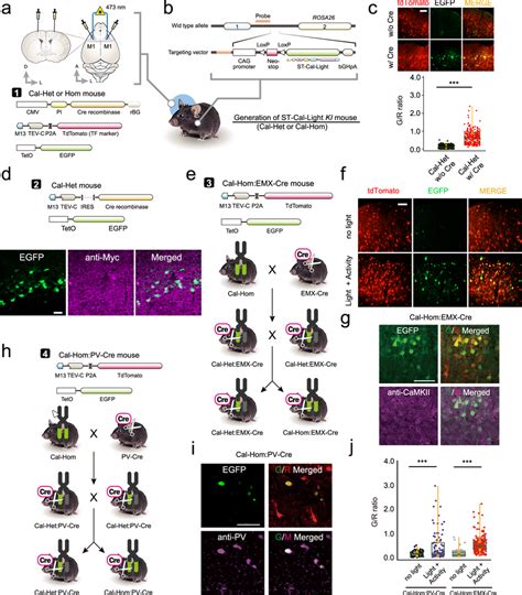 generation of conditional st cal light knock in mice a schematic