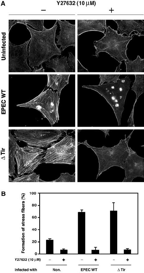 A Presumed Model For The Action Of Epec Type Iii Effectors In Host Download Scientific Diagram