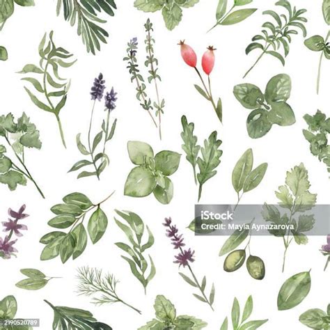 수채화 허브와 향신료 완벽 한 패턴 민트 딜 오레가노 Arugula 바질 Chervil Rosemaryne 베이 리프 세이지 반복 종이 건강한 생활방식에 대한 스톡 벡터