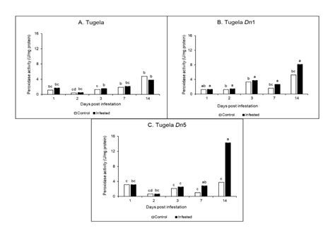 Elucidating β 1 3 Glucanase And Peroxidase Physicochemical Properties Of Wheat Cell Wall Defense