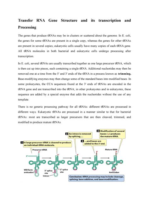 Transfer RNA And R RNA Gene Structure Transcription And Processing Transfer RNA Gene