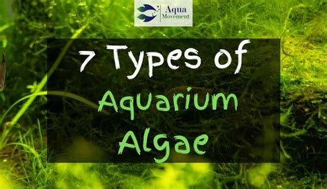 4 Ways To Get Rid Of Blue Green Algae In Aquarium Aqua Movement