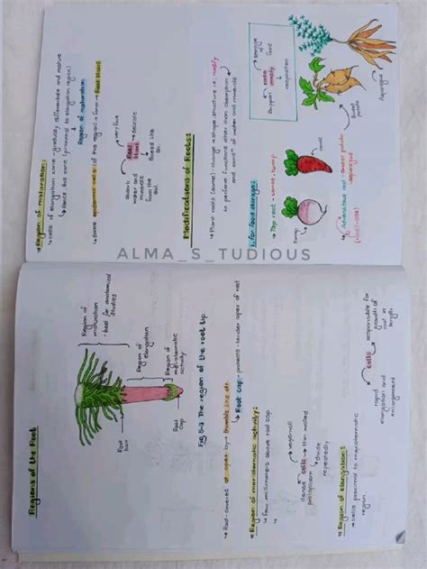 Modifications Of Root Science Notes Study Flashcards Biology Notes