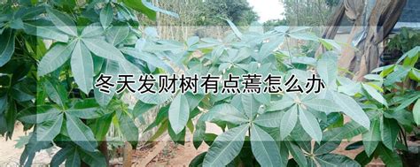 冬天发财树有点蔫怎么办 发财农业网