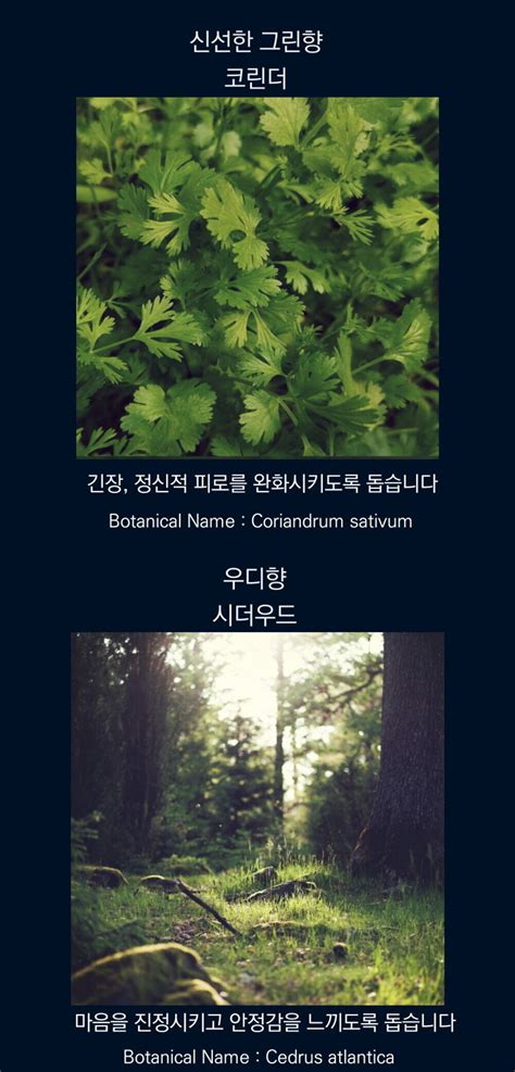 오일 스톤 제주 현무암 에센셜 아로마 테라피 발향 향기 도구 감도 깊은 취향 셀렉트샵 29cm
