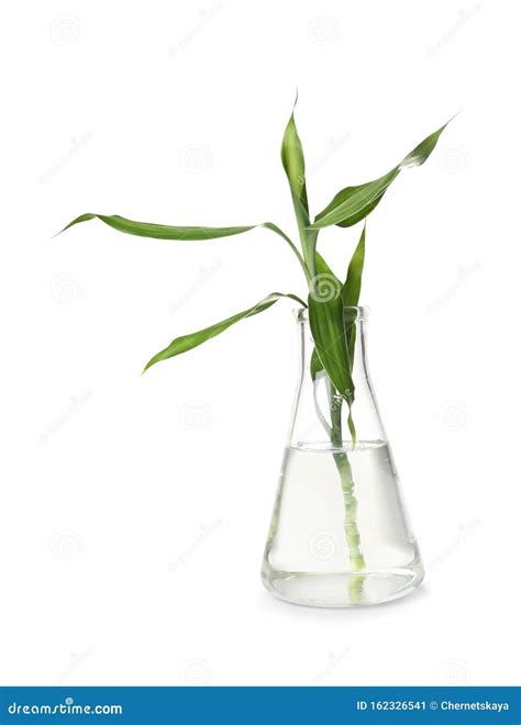 Conical Flask With Plant On White Stock Image Image Of Botany Color 162326541