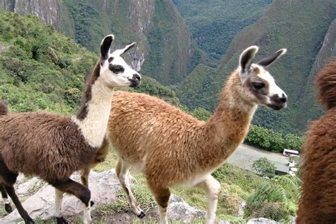 Why Were Llamas Important To Incas
