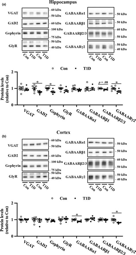 Expression Levels Of Inhibitory Synapse Proteins In The Hippocampus And Download Scientific