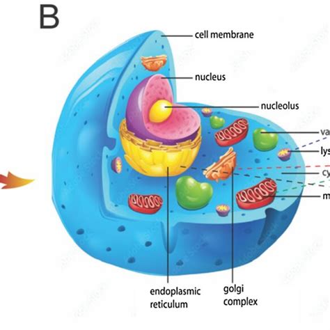 Overview Of Organelle Level Metabolic Characterization Of Cells Using