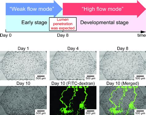 Color Online The Effect Of Switched Perfusion Based On The Download Scientific Diagram