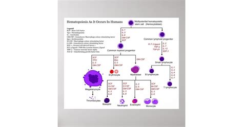 Diagram Of Hematopoietic Growth Factors In Humans Poster