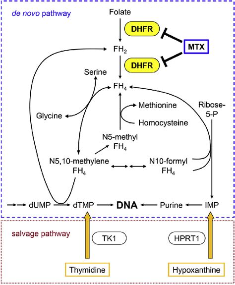 Purine Synthesis Folate