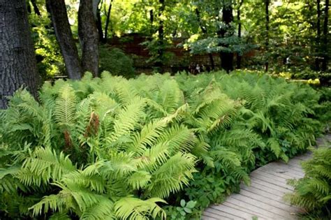 Цветы и растения Подборка статей