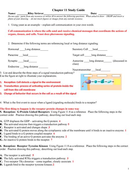 Chapter Cell Signaling Study Guide Chapter Study Guide Name Riley Studocu