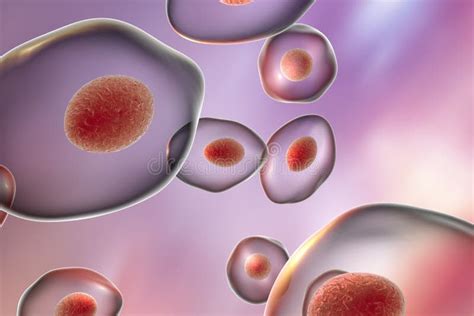 Pneumocystis Jirovecii Opportunistic Fungus Which Causes Pneumonia In
