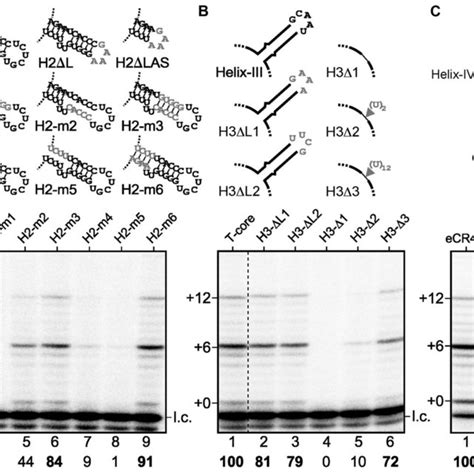 Mutational Analysis Of The Helical Regions In The Template Core And Download Scientific Diagram
