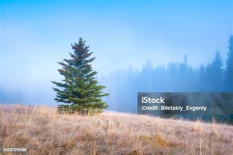 새벽에 안개가 자욱한 풍경 계곡의 햇살 새벽에 산 계곡의 숲 안개 속의 소나무 숲의 햇빛 배경 화면과 배경 캐나다 앨버타 가을에 대한 스톡 사진 및 기타 이미지 Istock