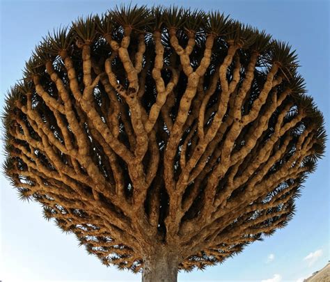 Best Images About Shapes In Trees N Nature On Pinterest Trees Madagascar And A Tree